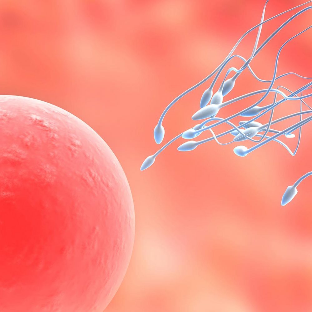 What is IVF? | Brisbane Obstetrician & Gynaecologist - Dr Ken Law