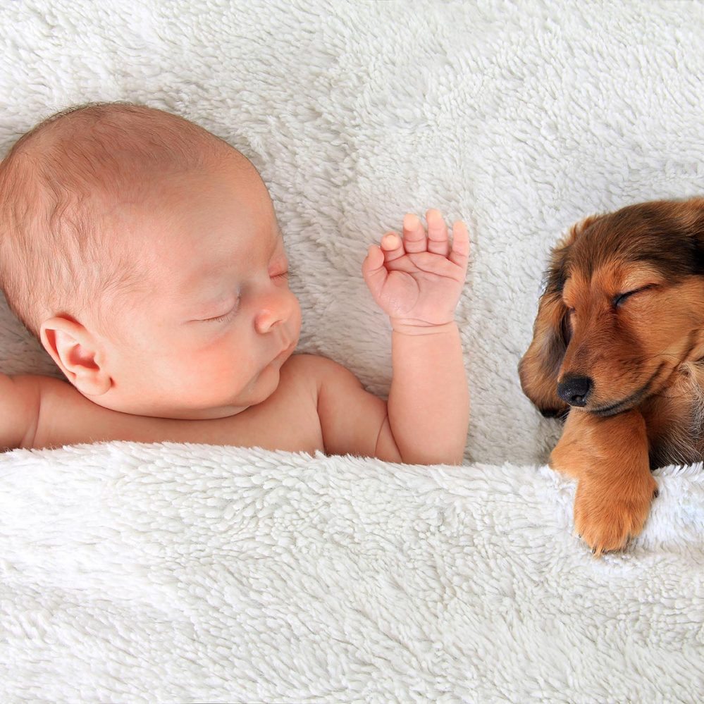 Preparing Your Pet For New Baby | Brisbane Obstetrician & Gynaecologist ...